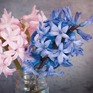 Visualization Collection